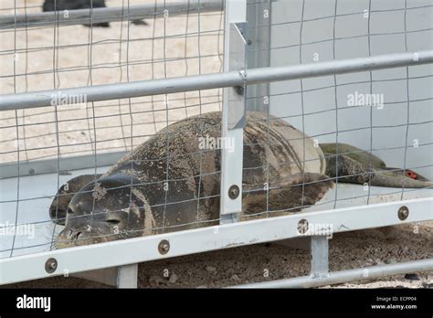 A Problem Juvenile Hawaiian Monk Seal Rests In A Holding Pen After Capture Awaiting Relocation