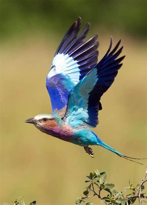 23 Lilac Breasted Roller Facts Coracias Caudatus Justbirding