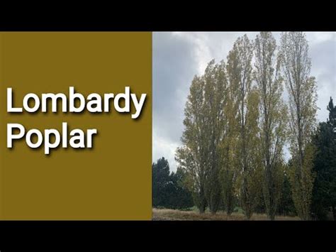 Reading The Leaves A Guide To Identifying Poplar Trees