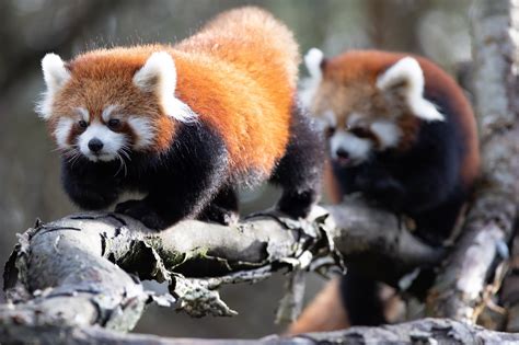 Cute Red Pandas Cubs