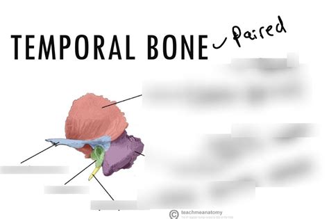 Temporal Bone Diagram Quizlet