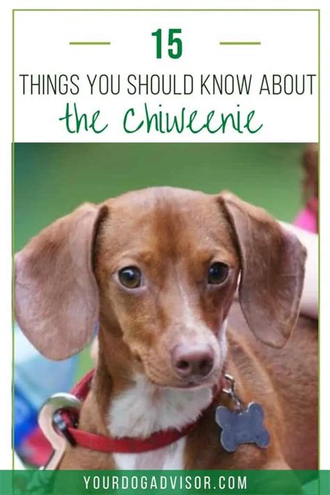 15 Things You Should Know About The Chiweenie Breed Information Guide