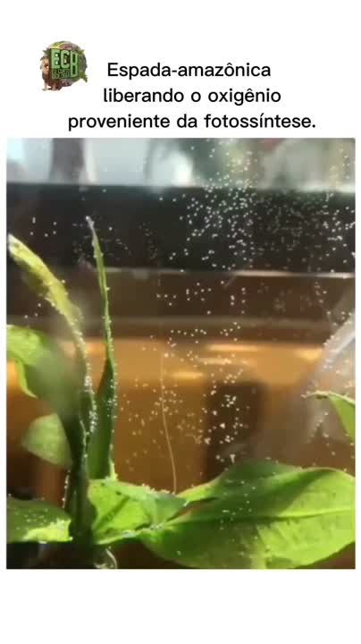 Juliana Freitas Posted On Linkedin