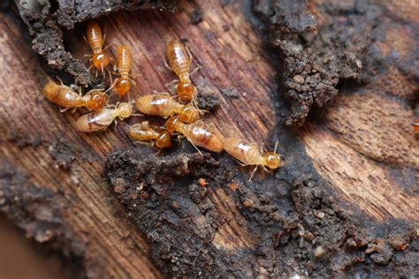 Are Termites Active In The Winter Understanding Their Behavior Flex