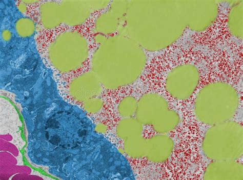 Epithelium Intercellular Space Stock Image Image Of Biology Electron 306834161