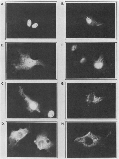 Alterations In The Subcellular Localization Of Nlsi And Nlsii Modified