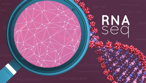 Bioinformatics Educational Rna Seq Projects Elia Brodsky