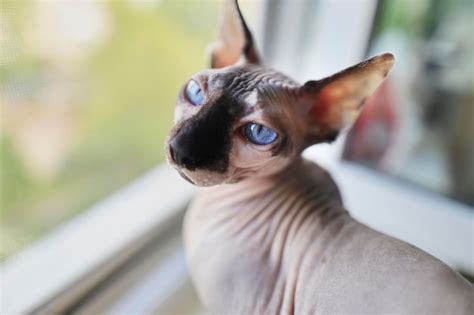 Premium Photo Portrait Of A Cat Breed Canadian Sphynx With A Black