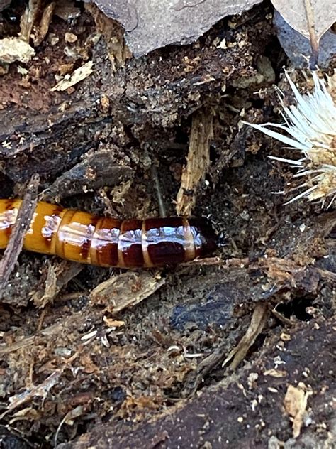 What Is This Thing Looks Like A Wire Worm Over Two Inches Eastern Usa R Whatsthisbug