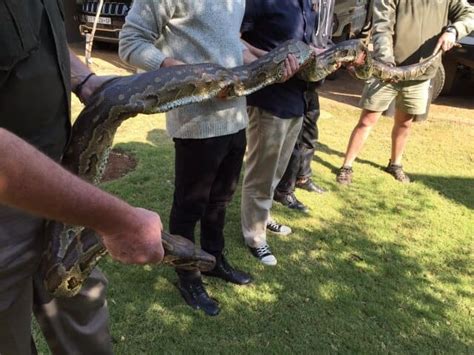 The African Rock Python Buffalo Thorn Lodge