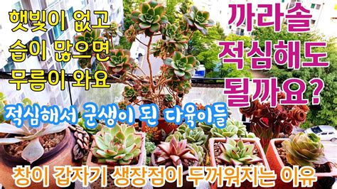 다육이 💥까라솔 적심해도 될까요💥 외두에서 적심해서 군생이 된 다육이들 비취후리데 까라솔키우기 Succulentnts Succulent Plant 多肉植物 다육식물
