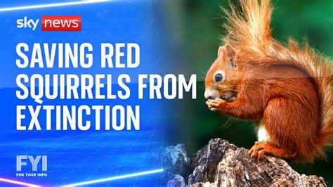 Saving Red Squirrels From Extinction 02 39 First News Live