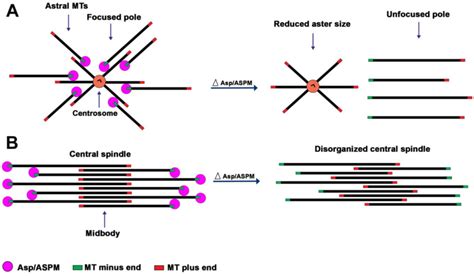Model For The Aspaspm Function At The Astersspindle Poles And The