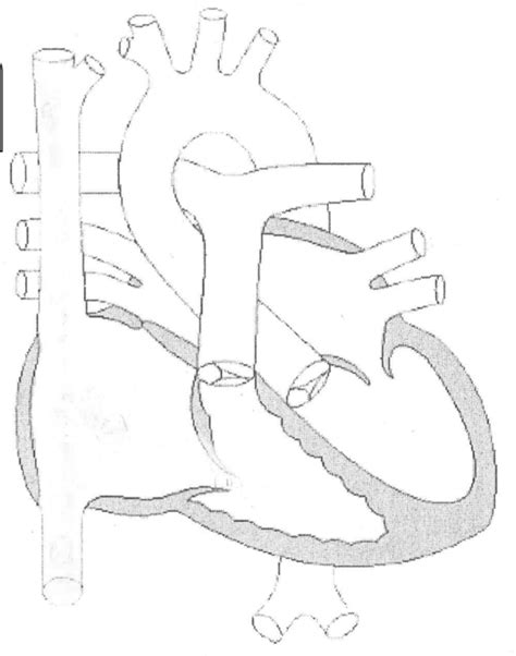 Peds Exam 2 Diagram Quizlet