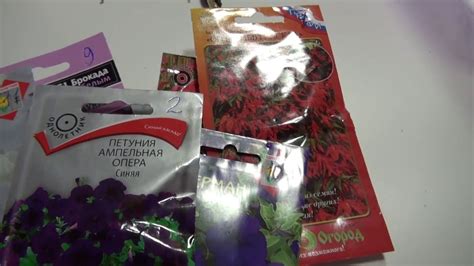 Посадка семян петуний бегоний и глоксиний в январе на рассаду Youtube