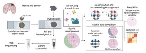 Revealing The Spatial Gene Expression Patterns Of Cells In Human
