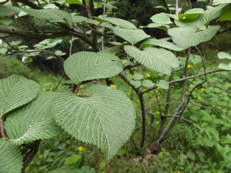 [기타]설구화 기타 생물종 Bric