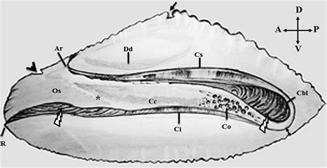 Figure 1 In The Developmental Variations Of The Sagitta Otolith In The