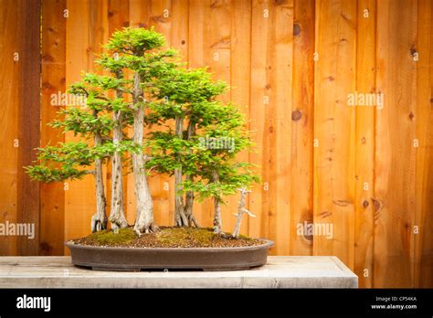 Beautiful Bald Cypress Bonsai Tree Forest Against A Wood Fence Stock