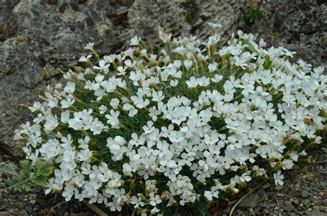 Dianthus White Crown Wrightman Alpines Nursery