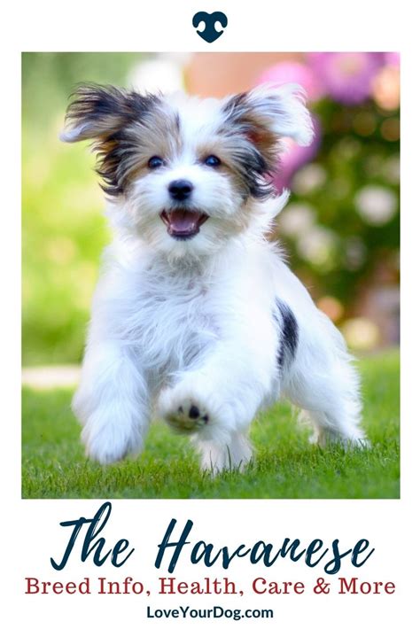 Havanese Dog Breed Information Facts Traits Pictures And More Canine Journal Puppies Puppy
