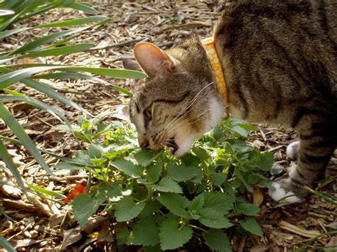 Unveiling The Best What Does Catnip Do To Kittens 2025