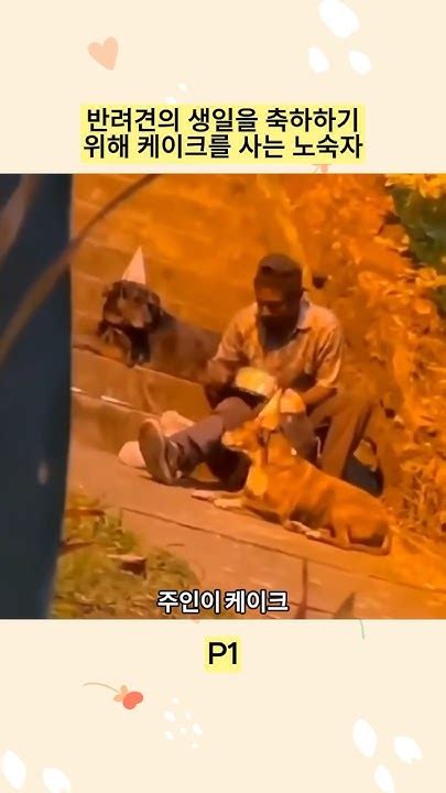 반려견의 생일을 축하하기 위해 케이크를 사는 노숙자 P1 Youtube
