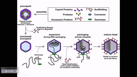 Bacteriophage Capsid