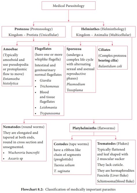 Classification Of Protozoa