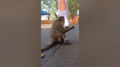 Amma அம்மா Love Song Youtube