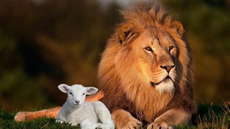 Lamb And Lion