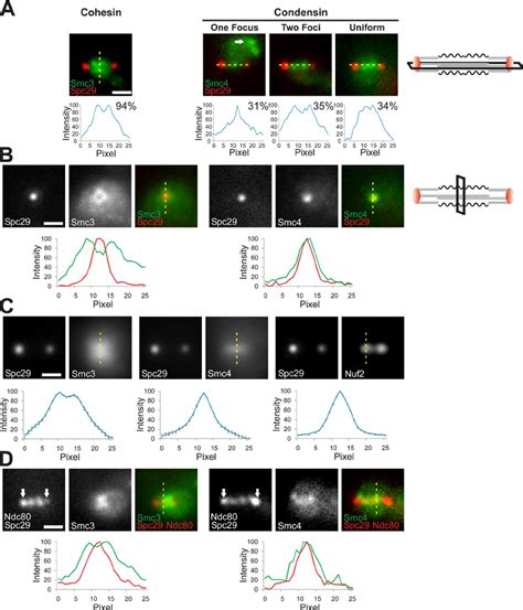 Localization Of Cohesin And Condensin In The Pericentric Chromatin A