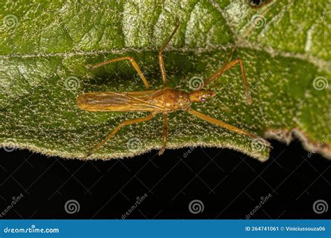 Adult Assassin Bug Stock Image Image Of True Insect