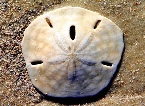 Sand Dollar Echinarachnius Parma