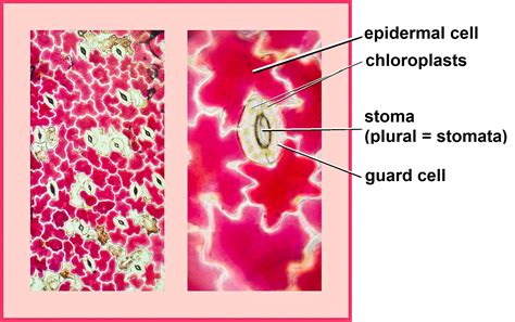 Stomatal Movements Plant Stomata Encyclopedia