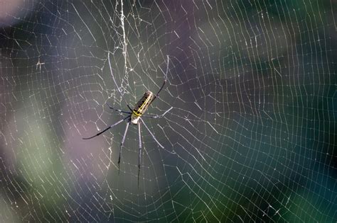 Premium Photo A Giant Orb Weaver Spider Sitting On Its Giant Web