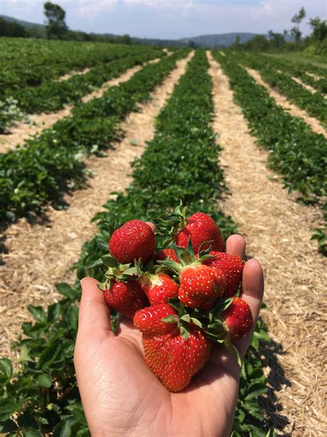Ferme Alexandre Pelletier Tourisme Kamouraska