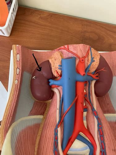 Dual Sex Urinary System Flashcards Quizlet
