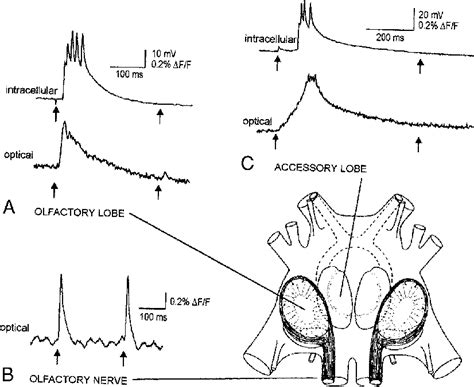 Figure 1 From Presynaptic Afferent Inhibition Of Lobster Olfactory