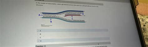 Solved In The Model Of Transcription Select All Lettered