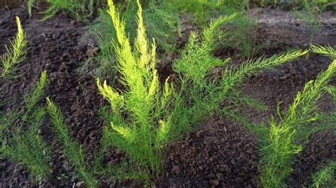 Как вырастить спаржу из семян в открытом грунте Asparagus — Видео от Выращиваем как надо