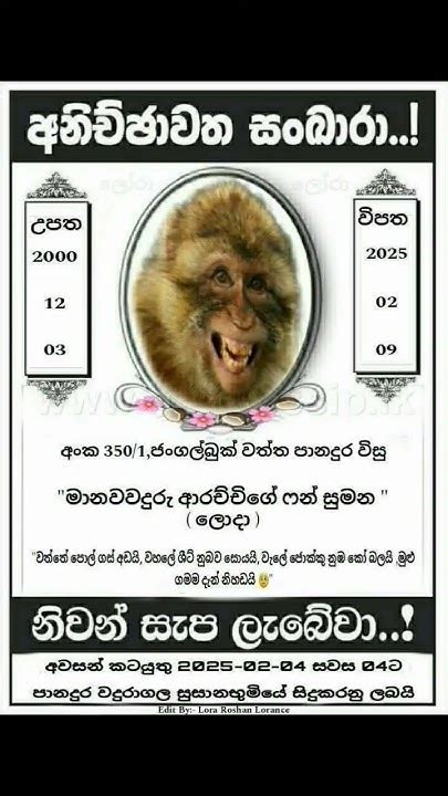 🤣🤣🤣 ගහක් ගලක් වගේ හිටිය වඳුරා Youtube