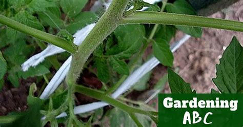 How To Prune Tomatoes Gardening ABC How To Prune Tomatoes Gardening ABC