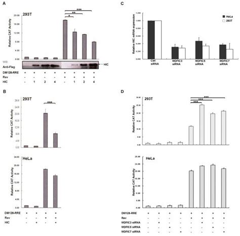 Hic Inhibits Hiv 1 Rev Function In A Cell Specific Fashion A Hic