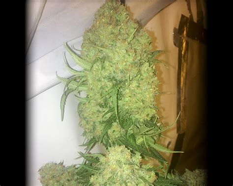 Budzilla Heavyweight Seeds Feminised Seeds Kazam Seeds