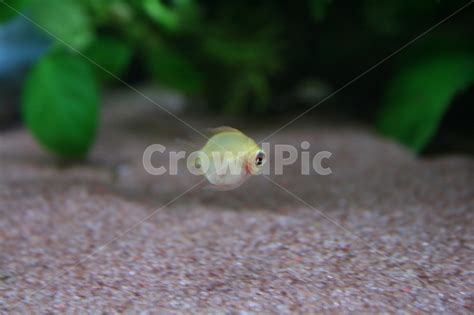 희귀종 희귀물고기 수조관 물고기 해수어 사진 이미지 일러스트 캘리그라피 도나작가