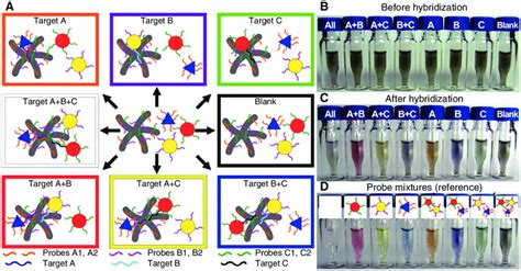 A A Scheme Depicting The Multiplexed Colorimetric Detection Of Three Download Scientific