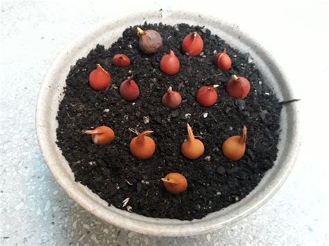 원종 튤립 구근 심기 튤립 구근 심는 시기인 가을을 맞아 구근을 심어요 네이버 블로그