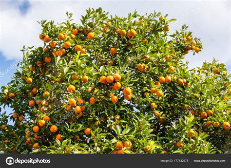 Fruit Trees Home Gardening Apple Cherry Pear Plum Tree With Orange Fruit