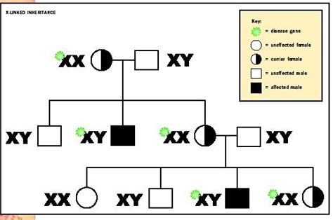 Patterns Of Inheritance Biology Encyclopedia Cells Plant Body
